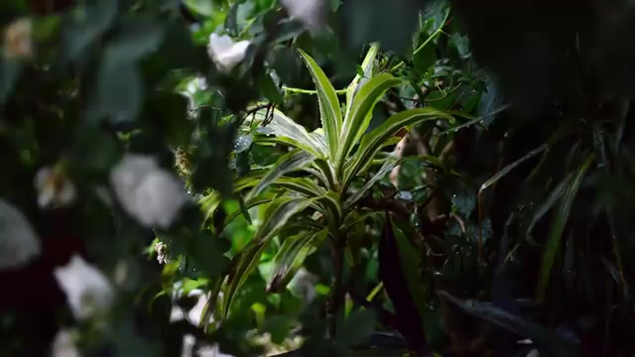 mind refreshing song during lunch break - One News Page VIDEO