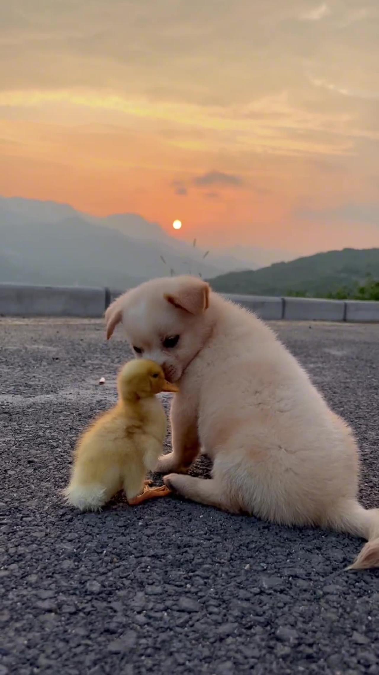 One Best friend for life is everything - One News Page VIDEO