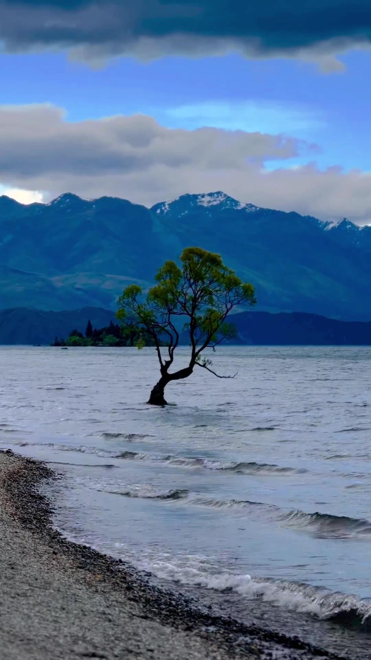 Lonely Tree Of Lake Wanaka New Zealand - One News Page VIDEO