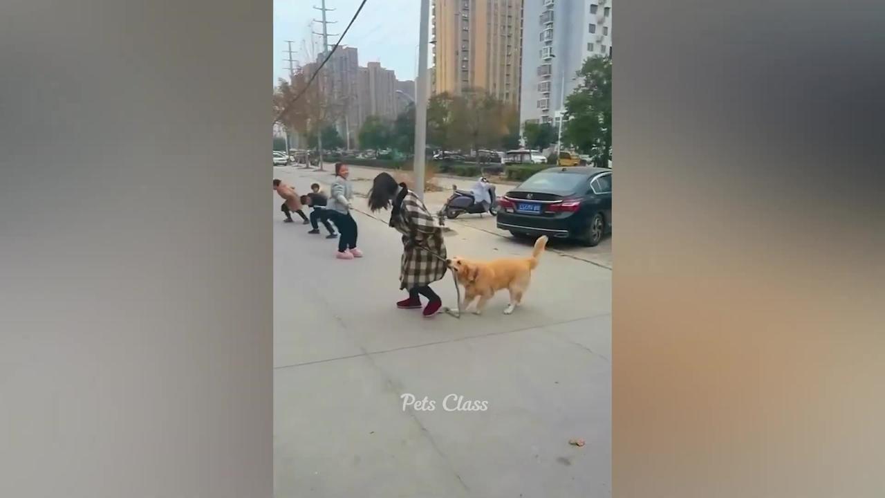 Funniest Animals 2023 😂 Funny Dogs and Cats - One News Page VIDEO