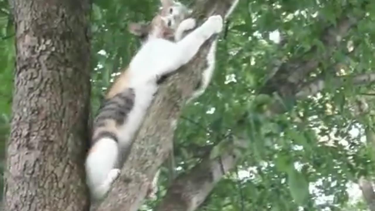 "Feline Fun: Two Playful Cats Climb and - One News Page VIDEO