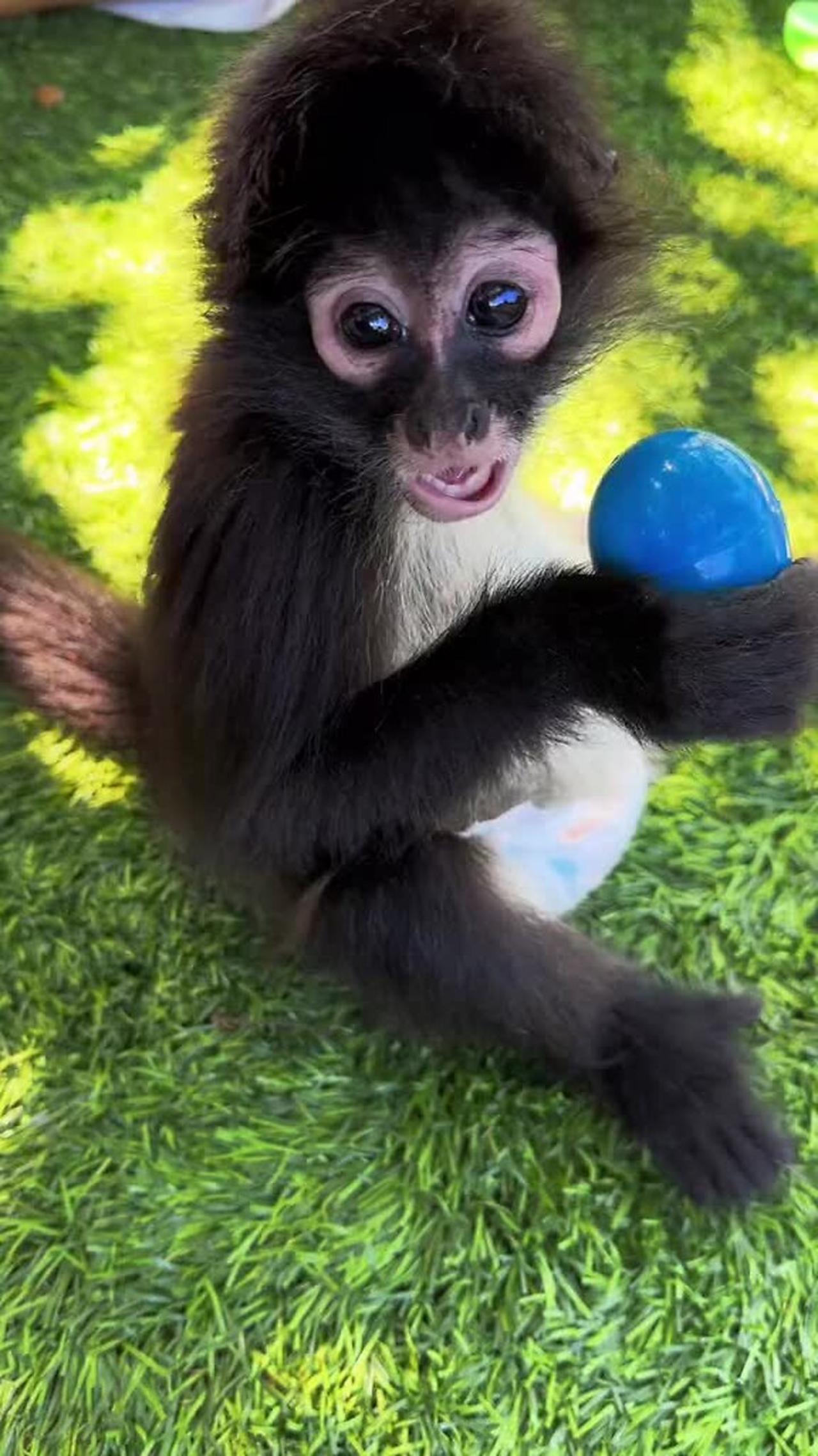 Cute monkey is enjoying his blueberry filled - One News Page VIDEO