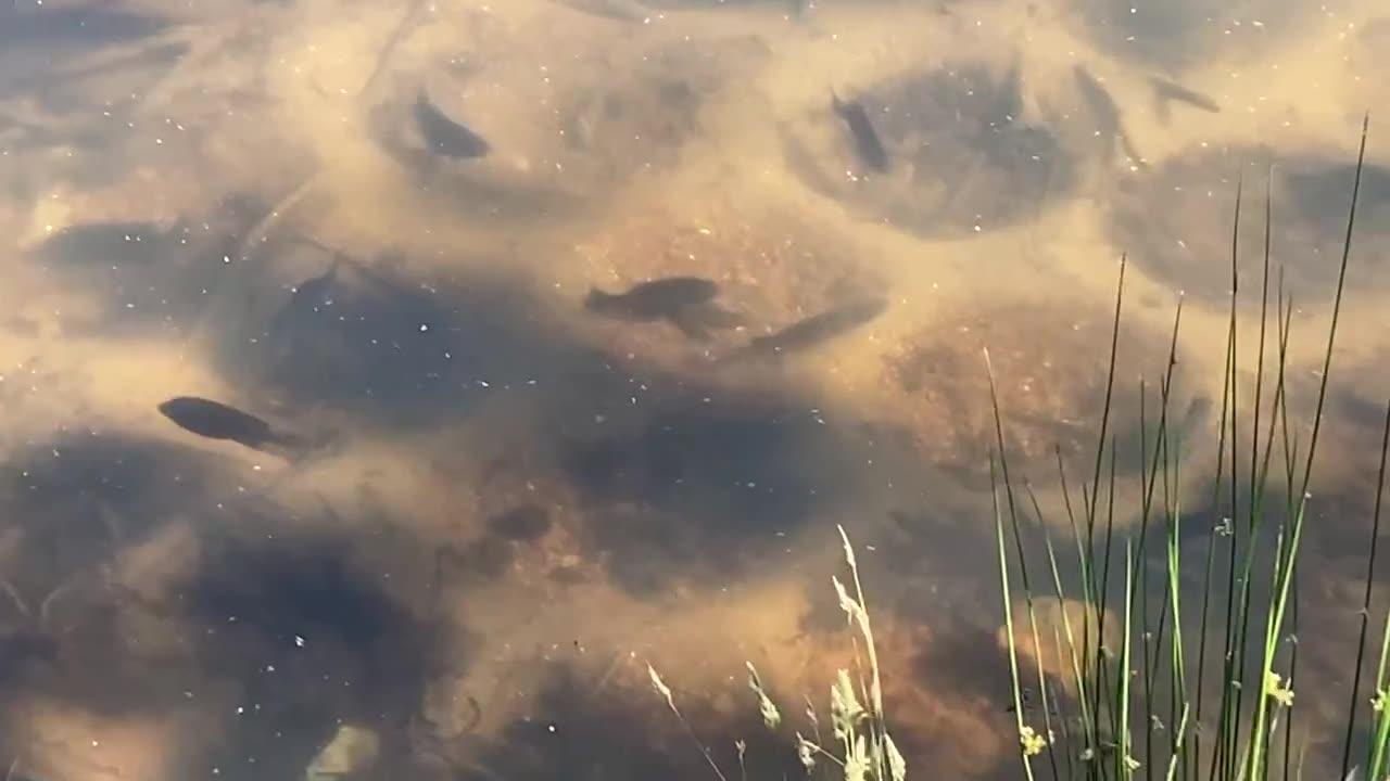 Fish spawning and laying eggs in moon shape - One News Page VIDEO