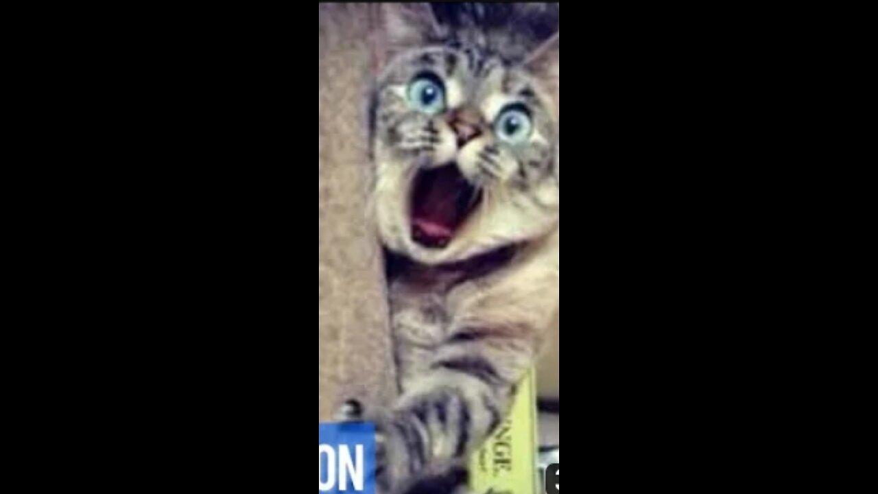 Funny scared Cat videos -Startled CATS - One News Page VIDEO