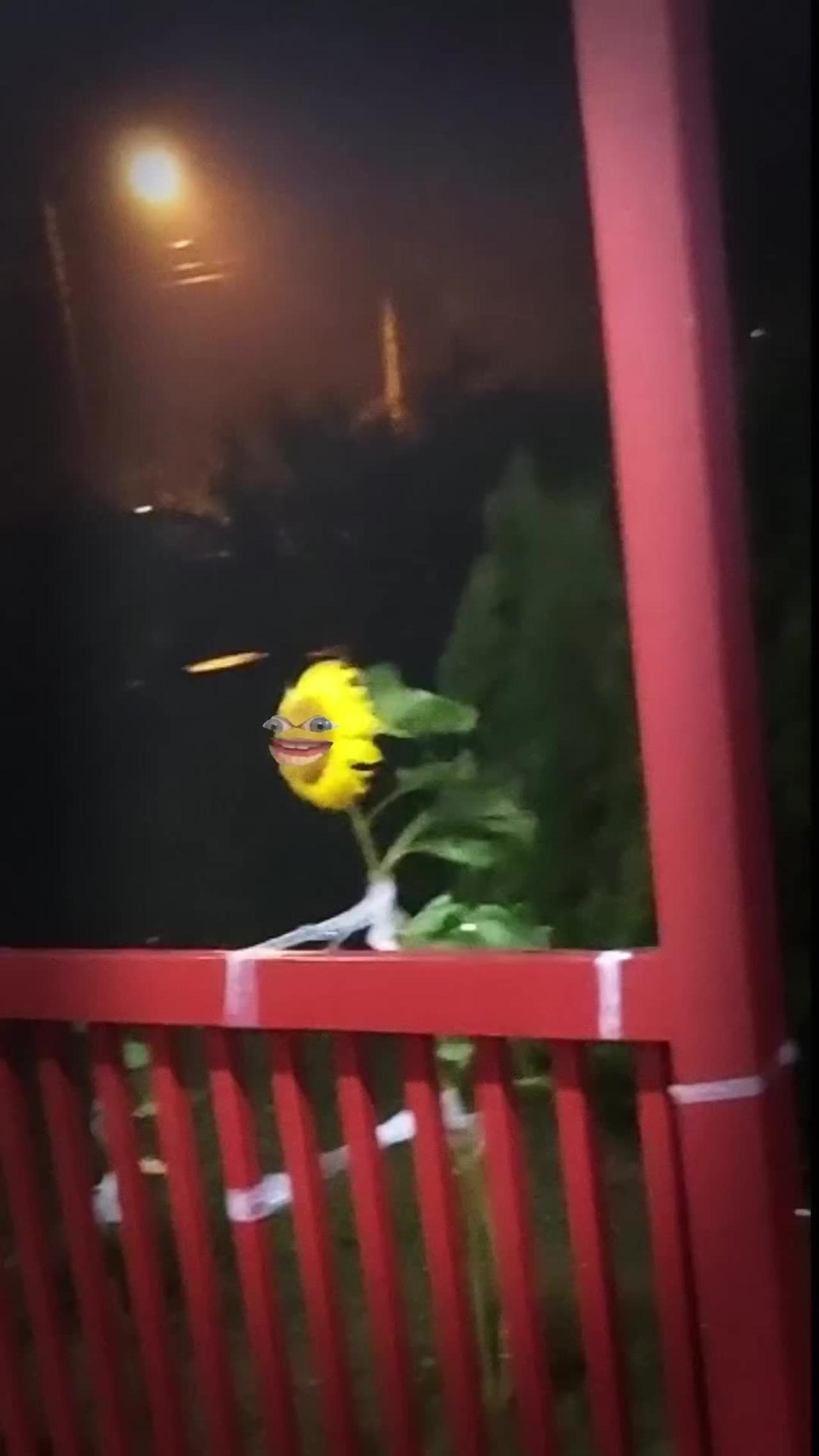 SCENIC CHILL WITH THE GREYBEARD!! DIDJA MISS ME? - One News Page VIDEO