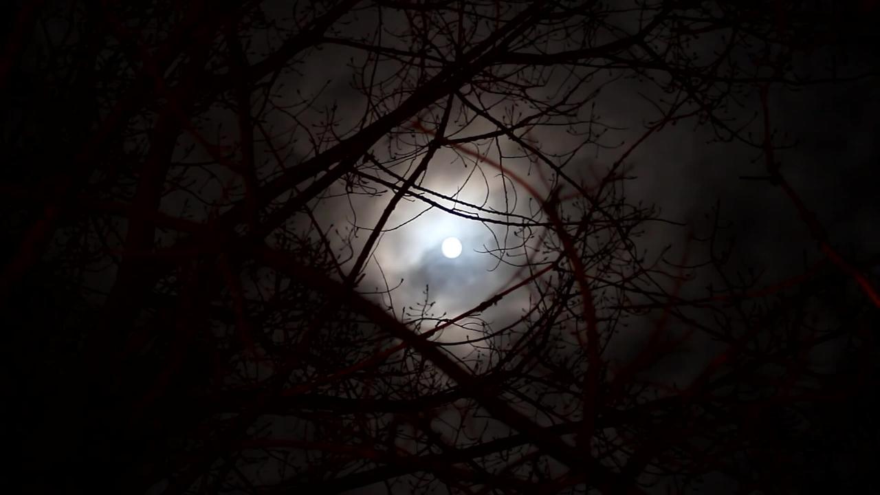 Full Moon Night Spooky Woods Forest Moon - One News Page VIDEO