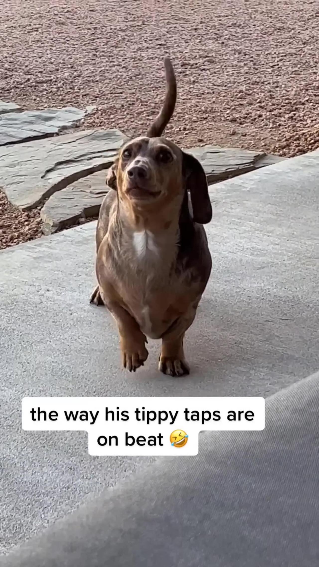 Dog things - One News Page VIDEO