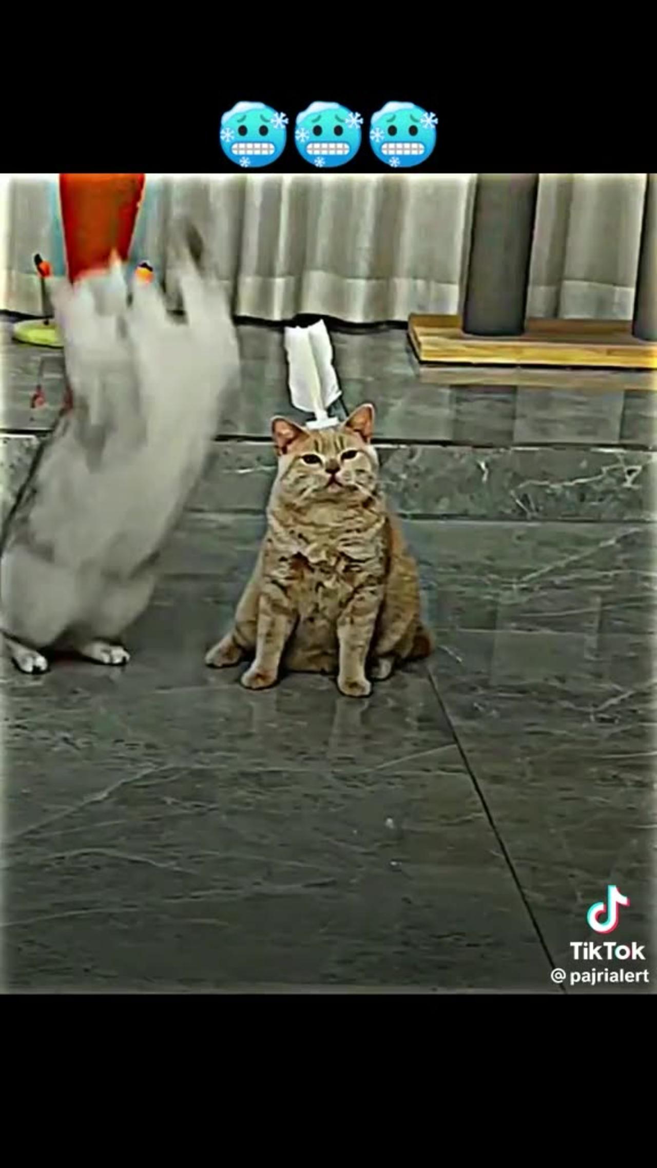 Funny Animal - Cute cat and dogs - One News Page VIDEO