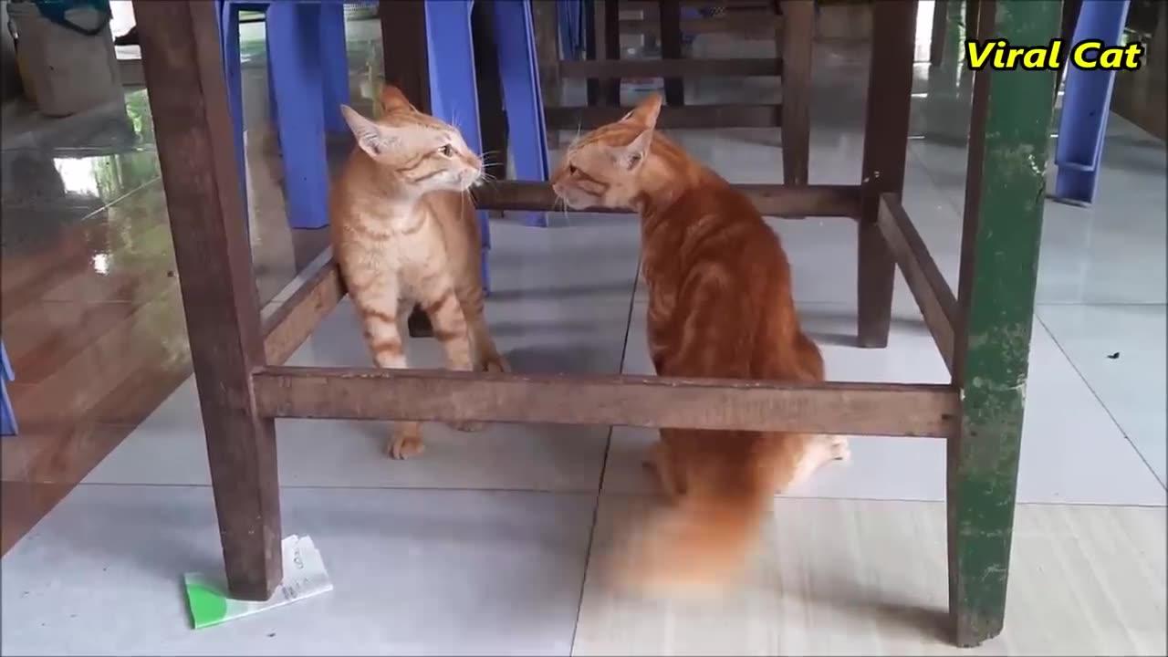 The Battle of the Meows: Two Cats Fight for - One News Page VIDEO