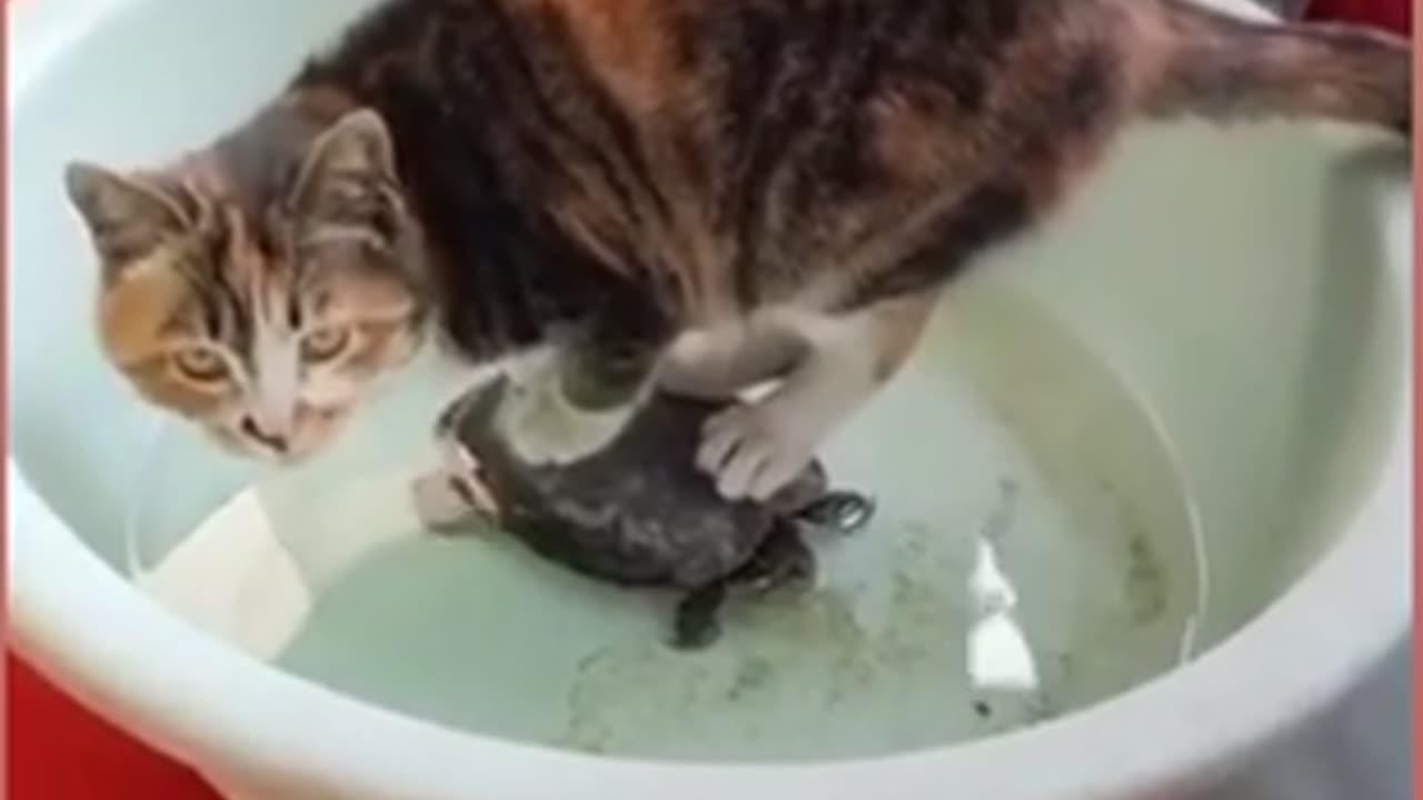 So funny smart cat - One News Page VIDEO