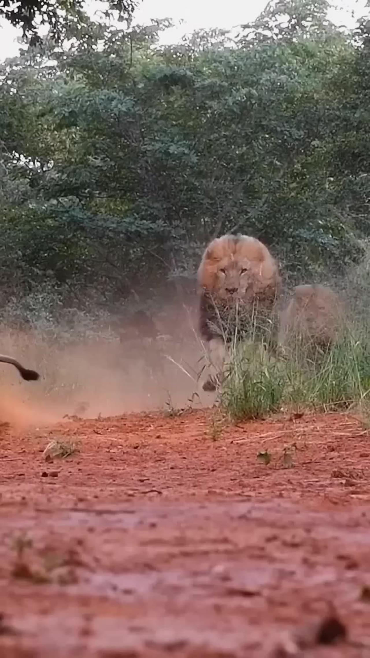 Super aggressive king of forest - One News Page VIDEO