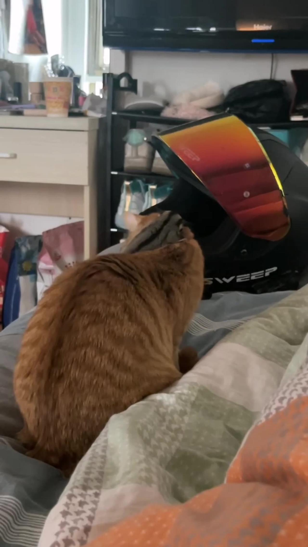 Modest cat | Funny | - One News Page VIDEO