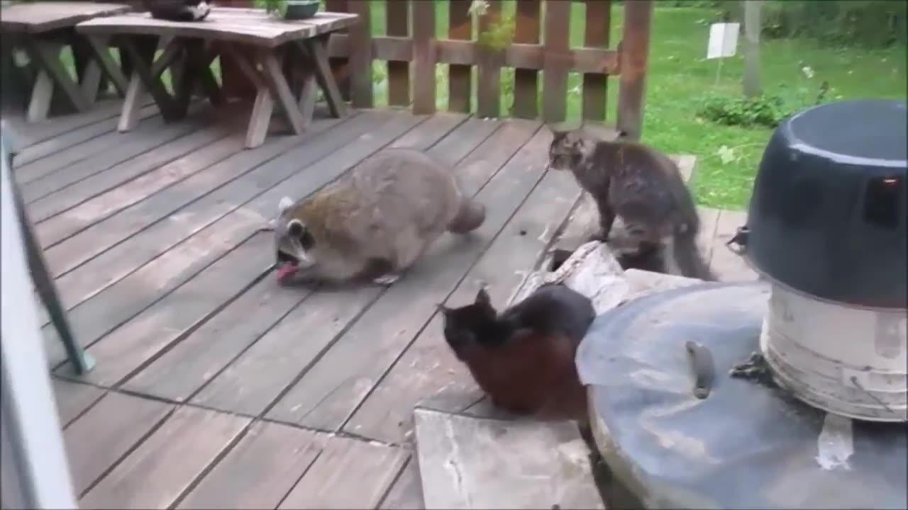 Cute Raccoons and Cats! Funny Video Compilation - One News Page VIDEO