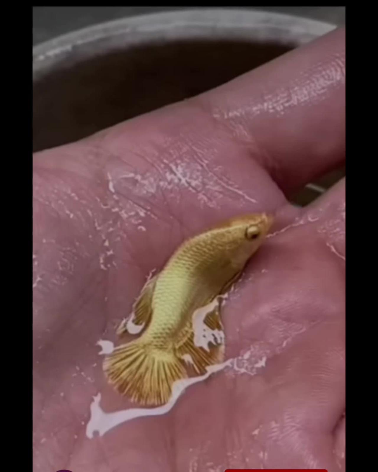 Golden fish - One News Page VIDEO