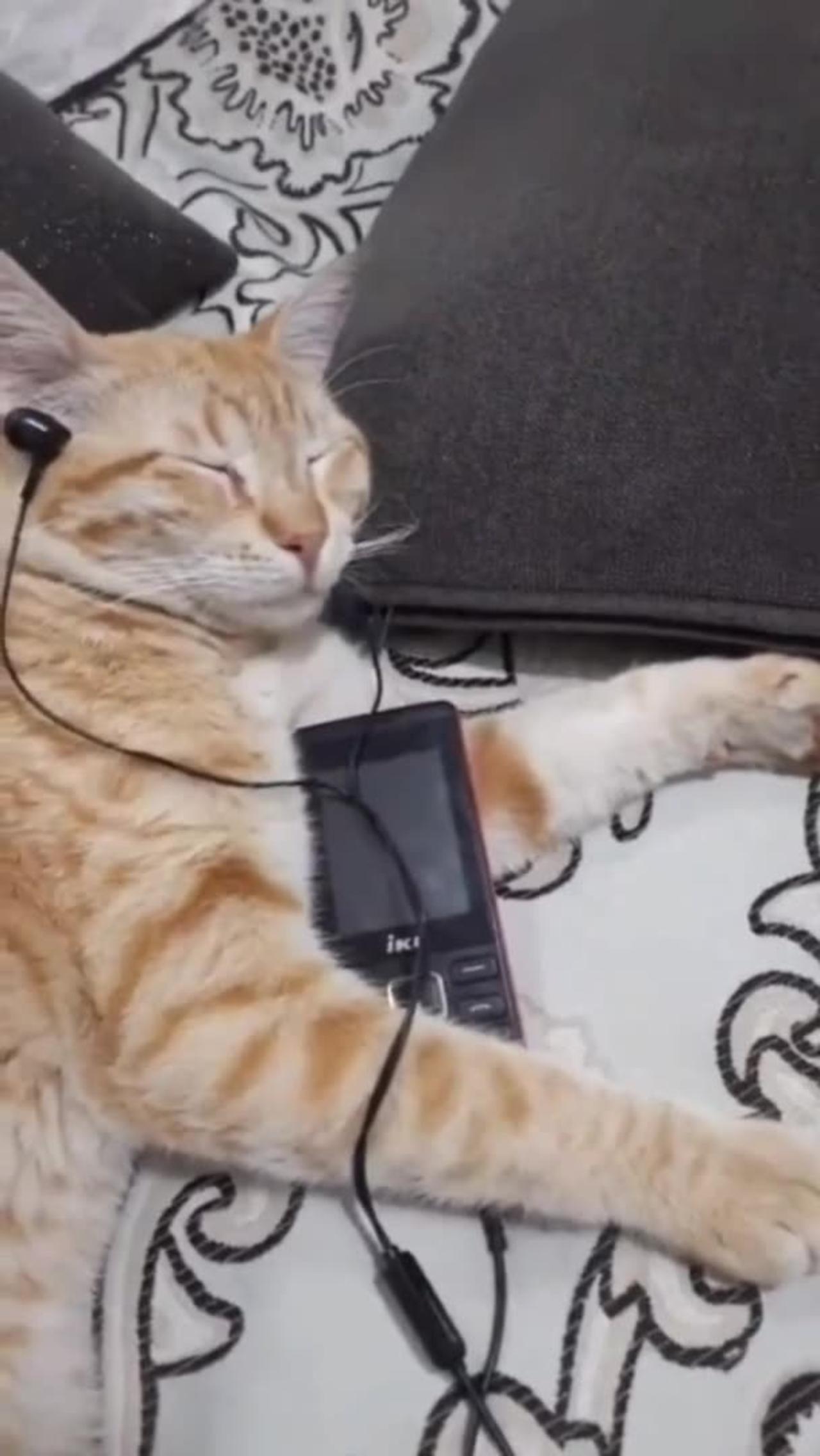 baby cat cute and funny - One News Page VIDEO