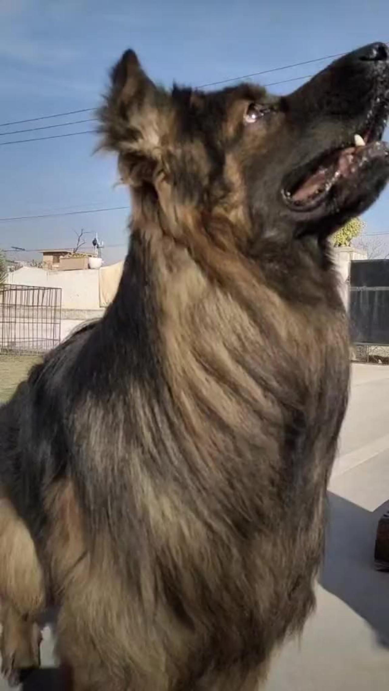 Angry dog - One News Page VIDEO