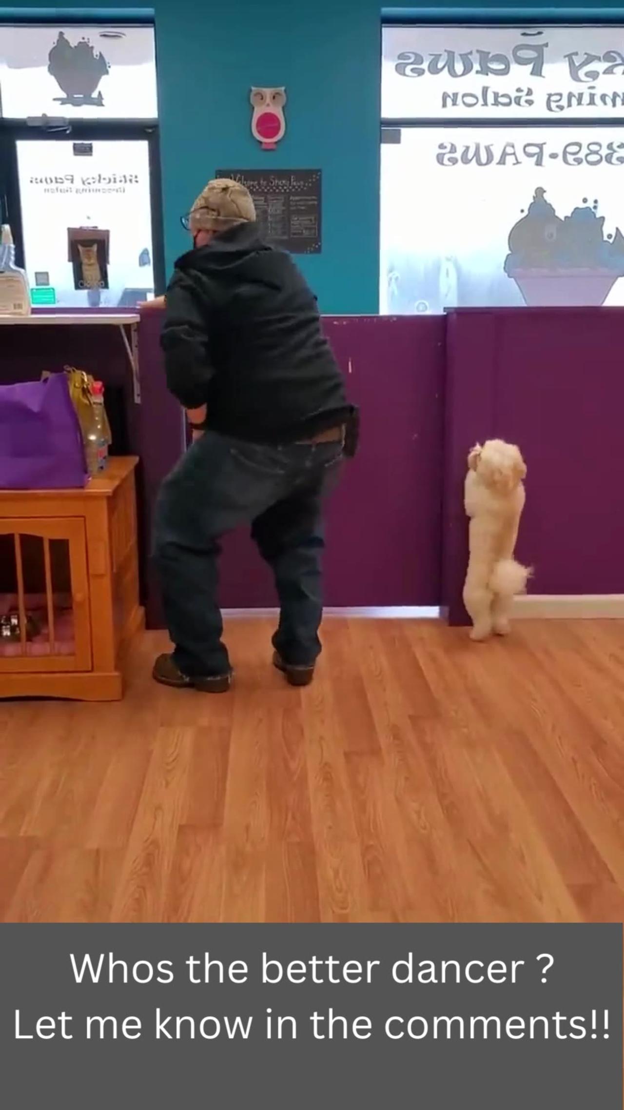 The dancing Dog - One News Page VIDEO