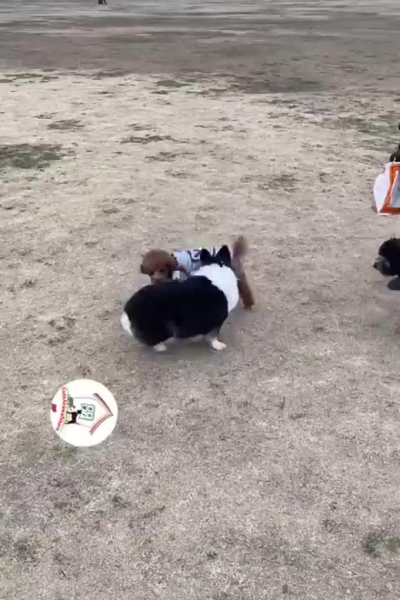 M Cute Dog LOL, So Funny Cute Dog Videos Try Not - One News Page VIDEO