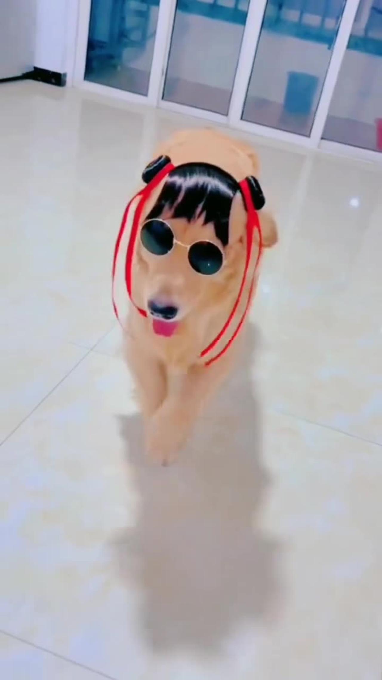 So cute dog 🐕 - One News Page VIDEO
