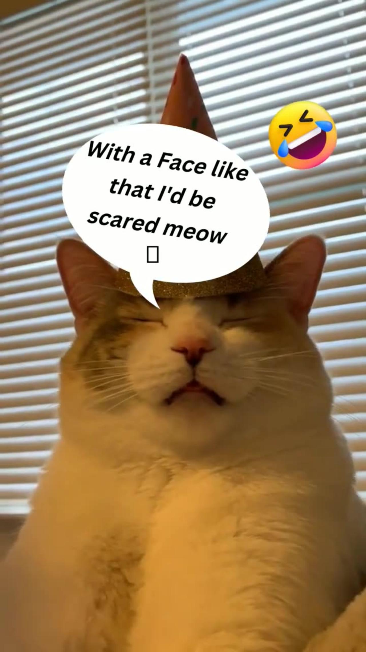 Top Funniest Animal Videos of 2023 // Cat - One News Page VIDEO