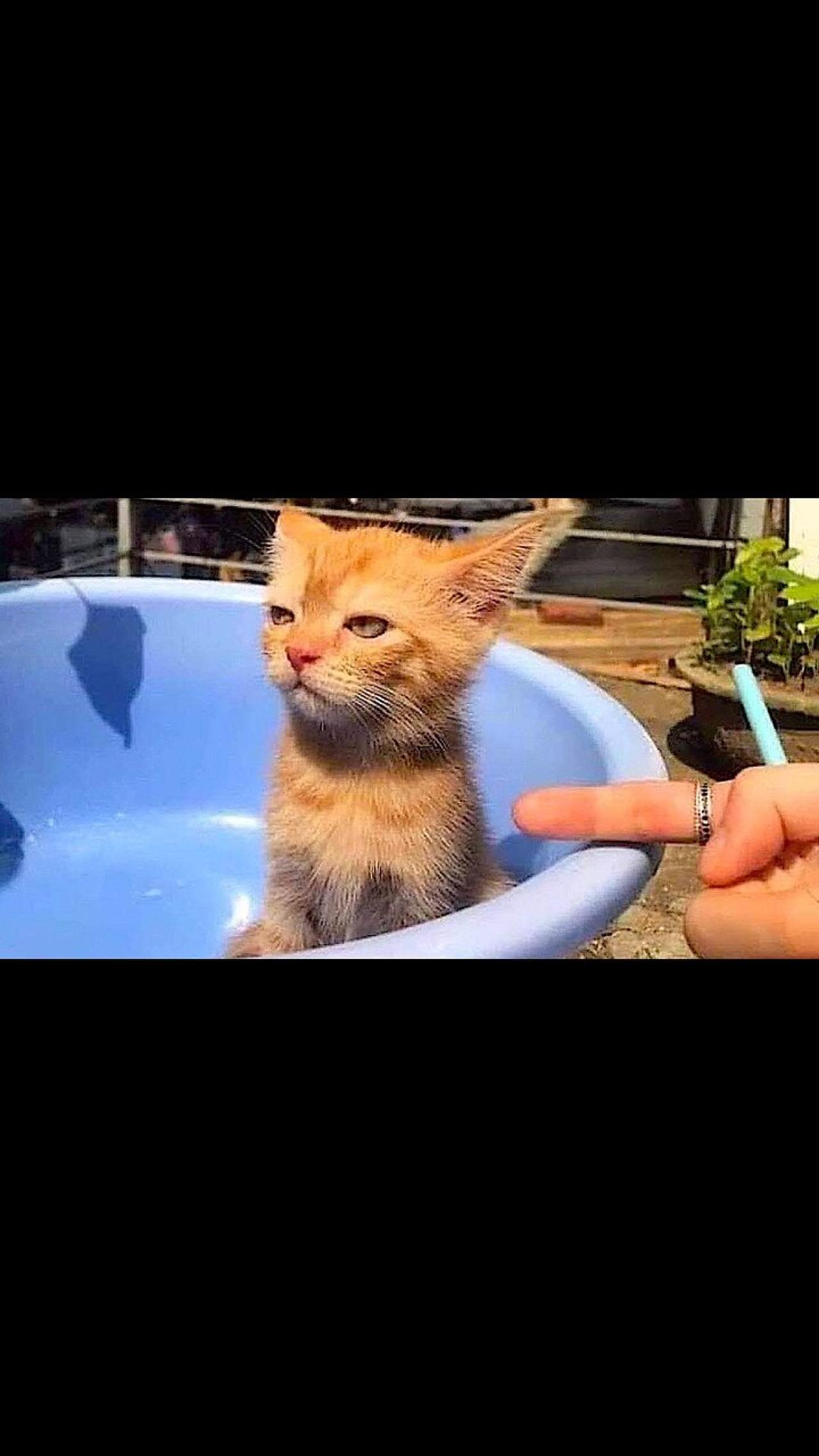 Funny animals amazing dogs - One News Page VIDEO