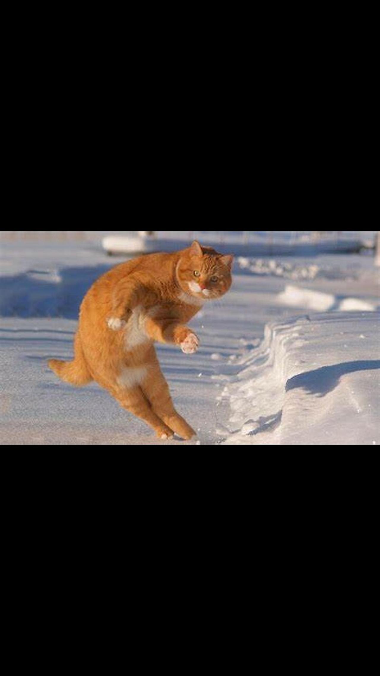 Best Funny Animal Videos, funniest animals ever. - One News Page VIDEO