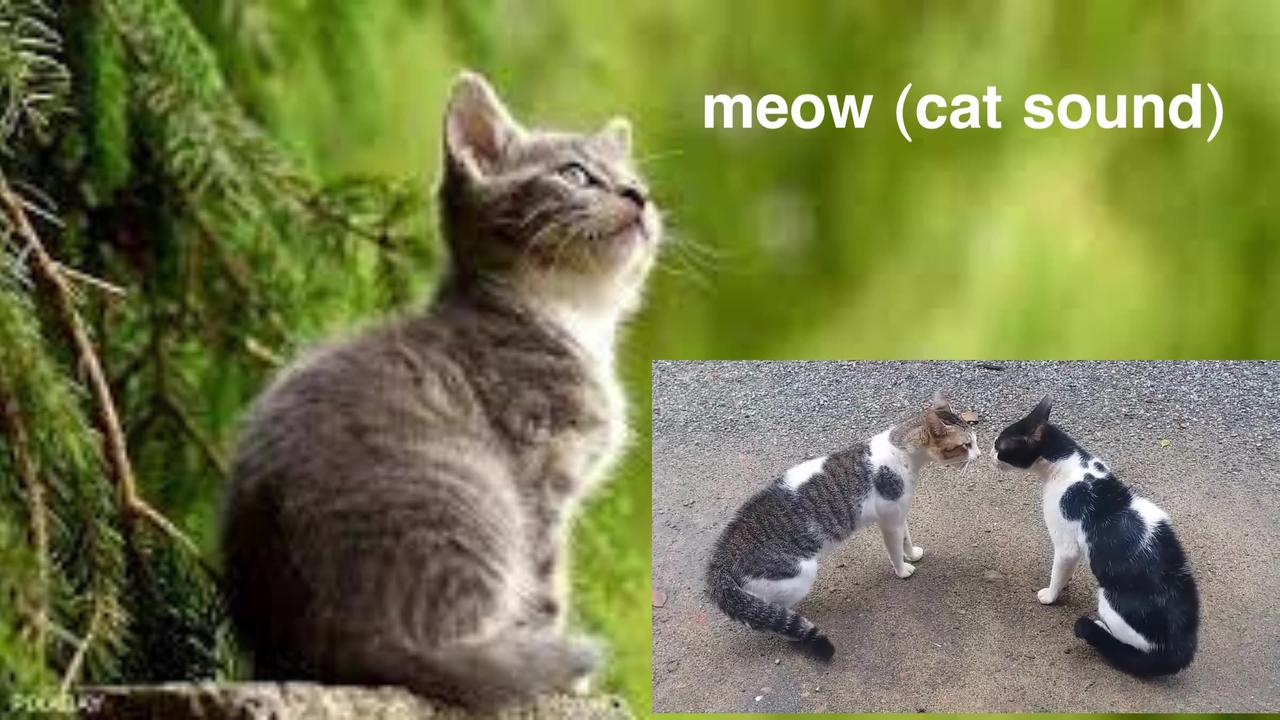 meow (cat sound) - One News Page VIDEO