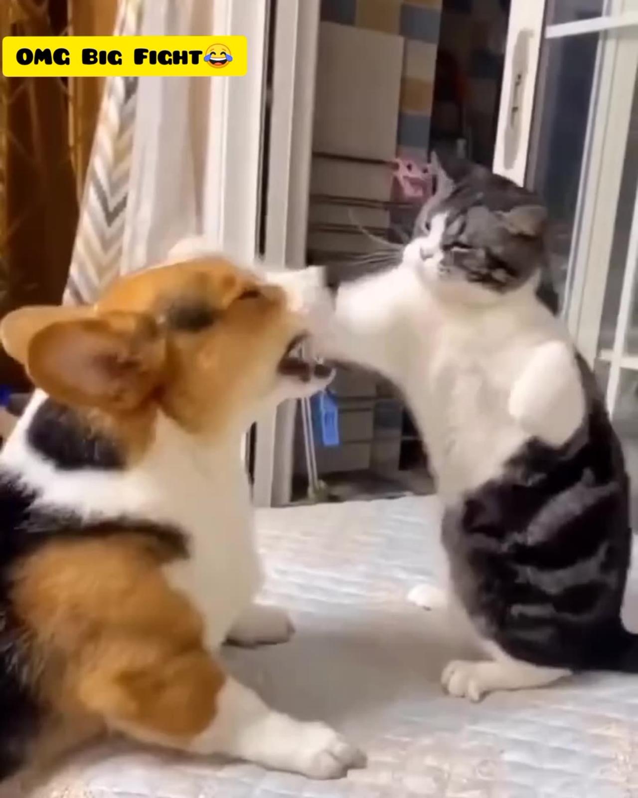 Never seen such a fight between dog and cat - One News Page VIDEO