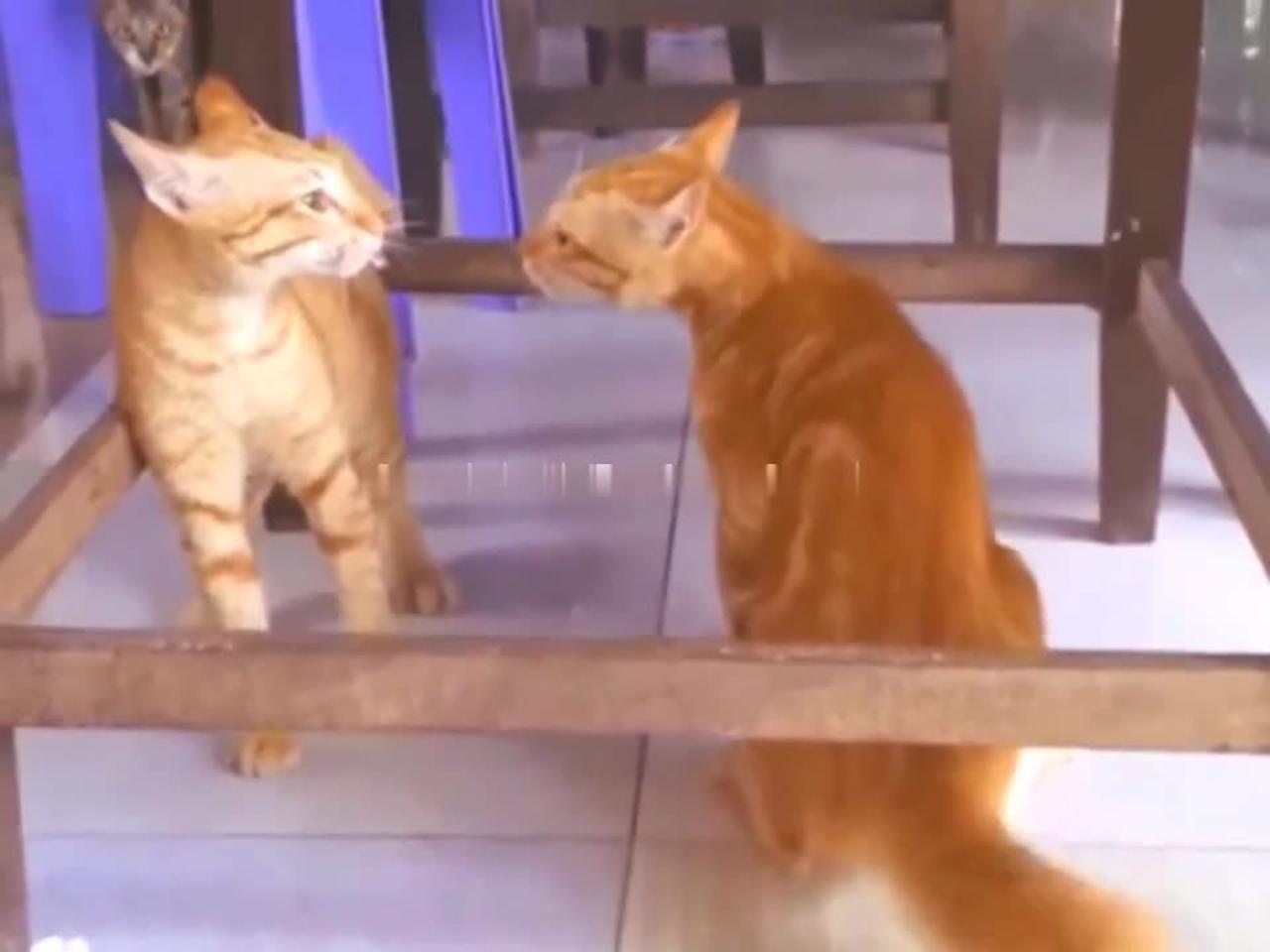 cat fighting - One News Page VIDEO