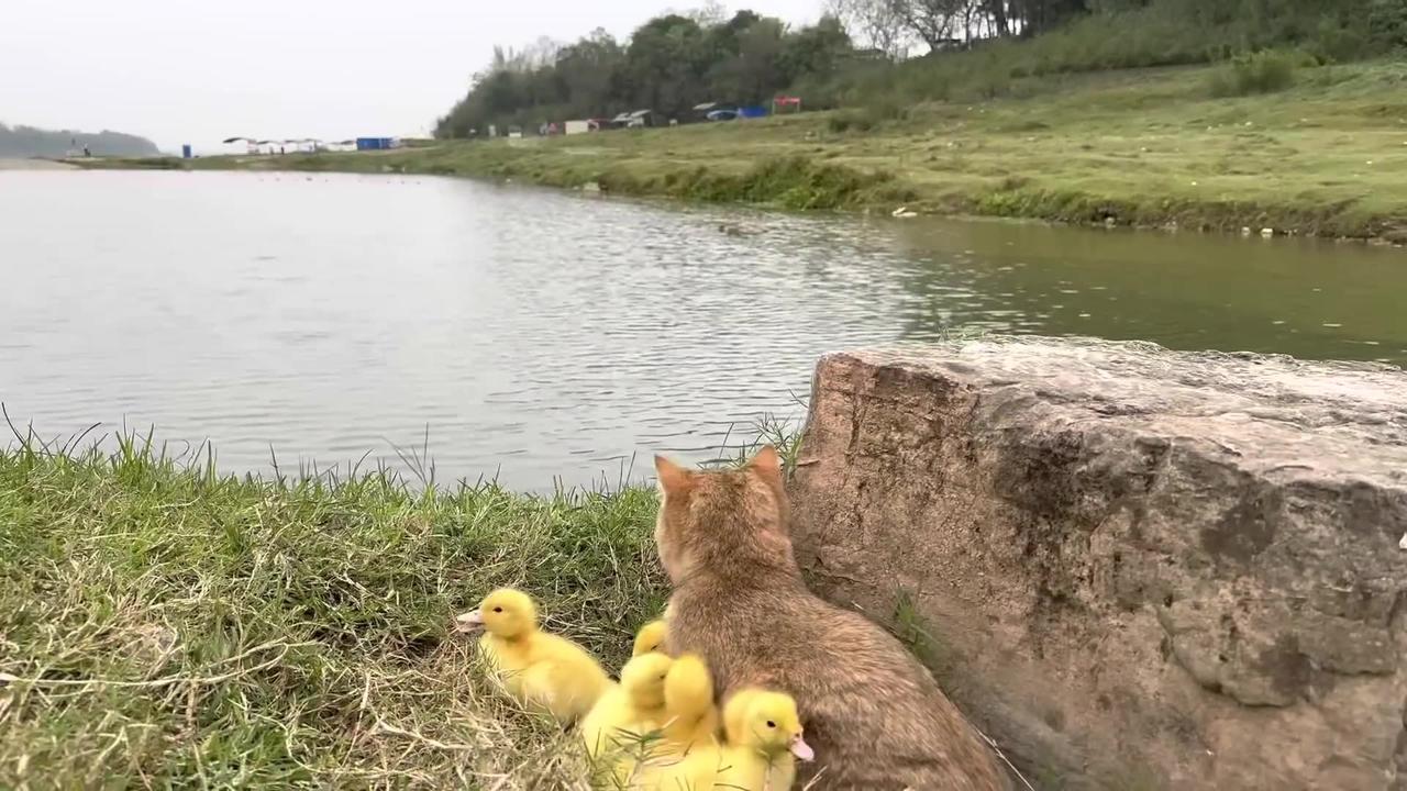 The kitten takes three ducklings on an outdoor - One News Page VIDEO