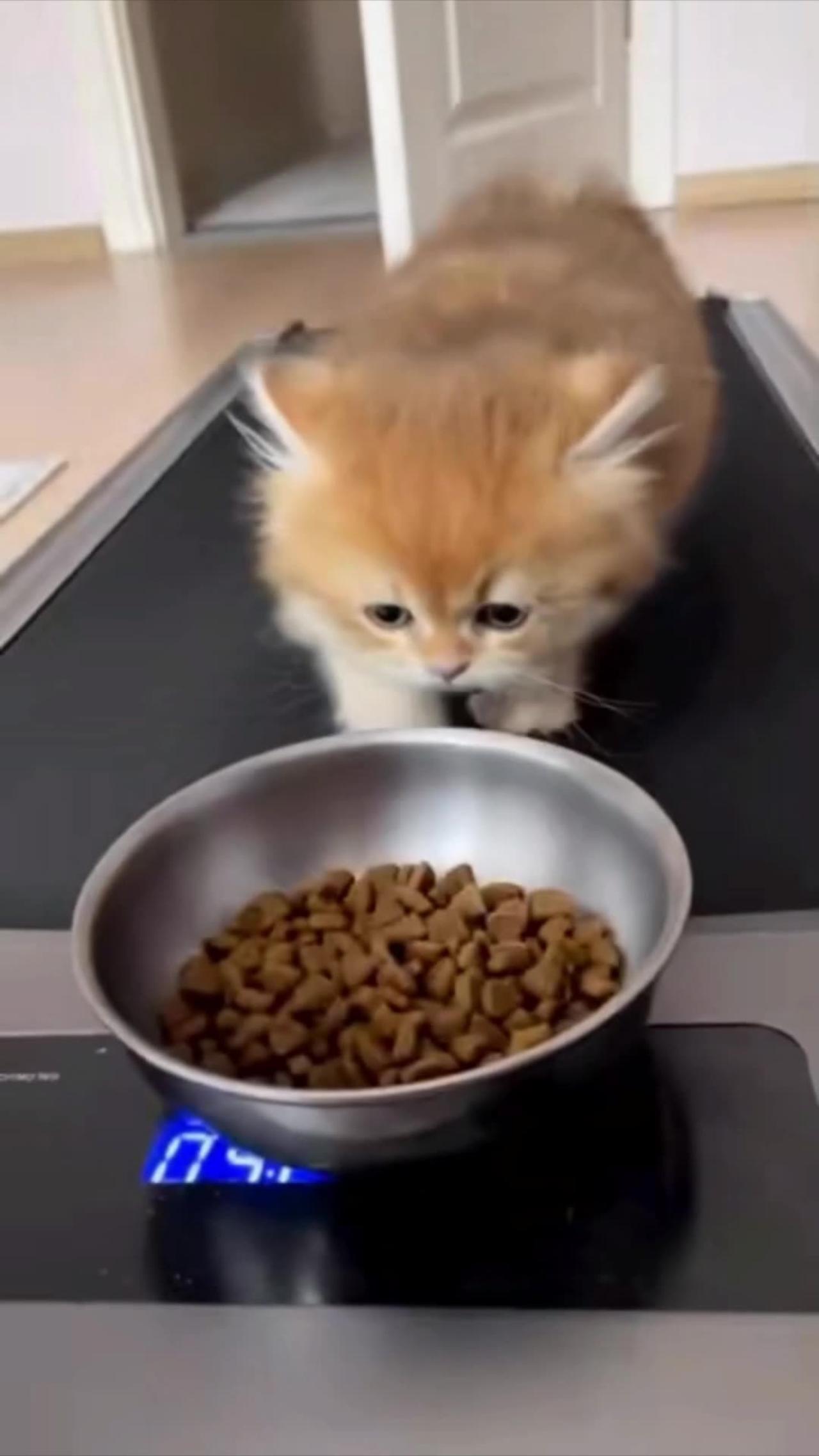 Cat funny videos - One News Page VIDEO