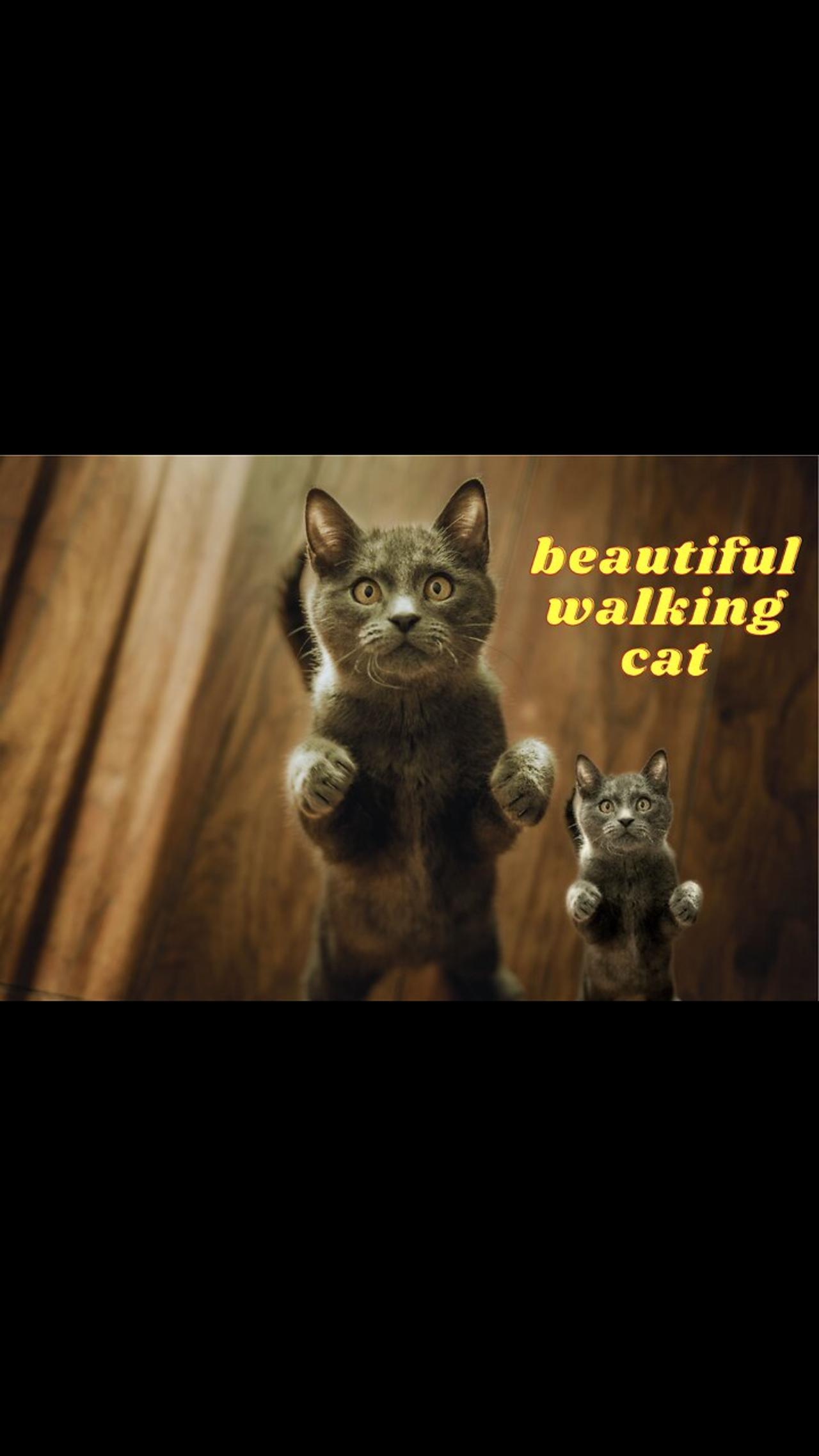 cat walk ramp - One News Page VIDEO