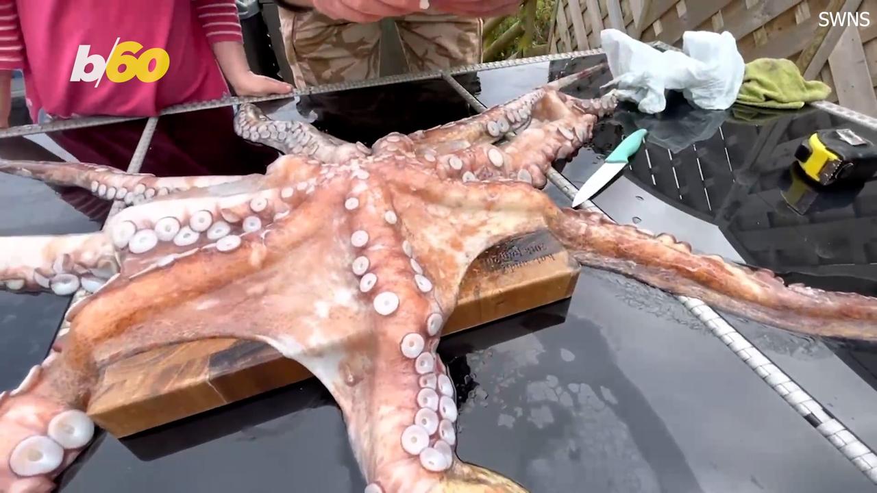 Dad Cooks Up Huge Octopus After Local Fishing - One News Page VIDEO