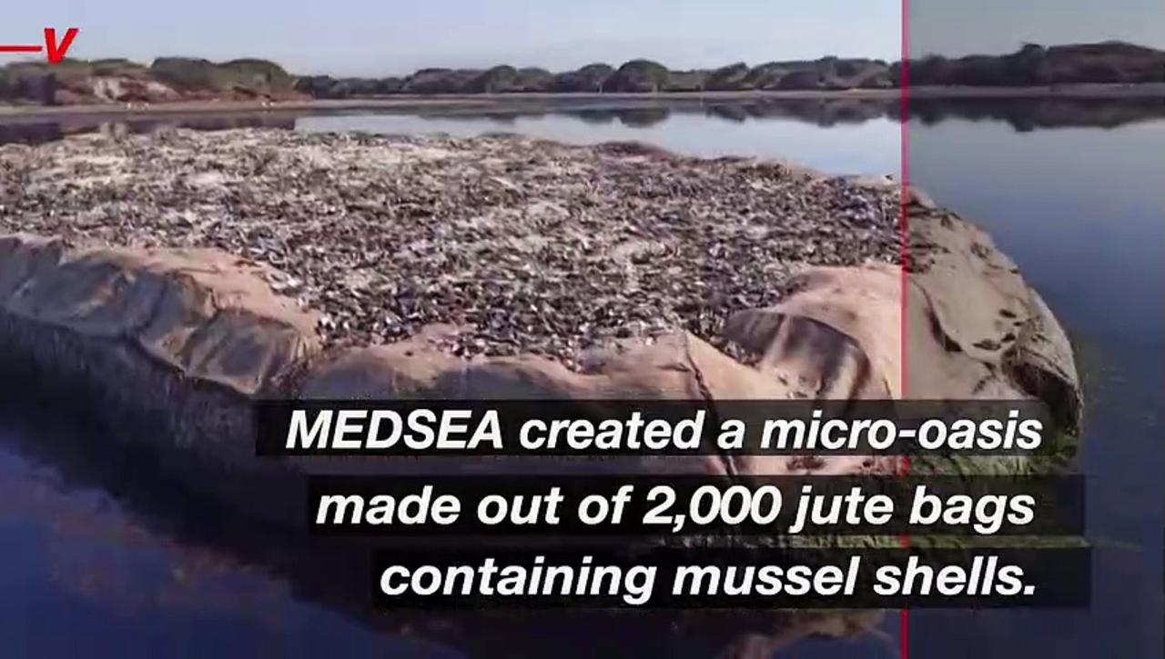 An Island Of Mussel Shells Attracts Nesting - One News Page VIDEO