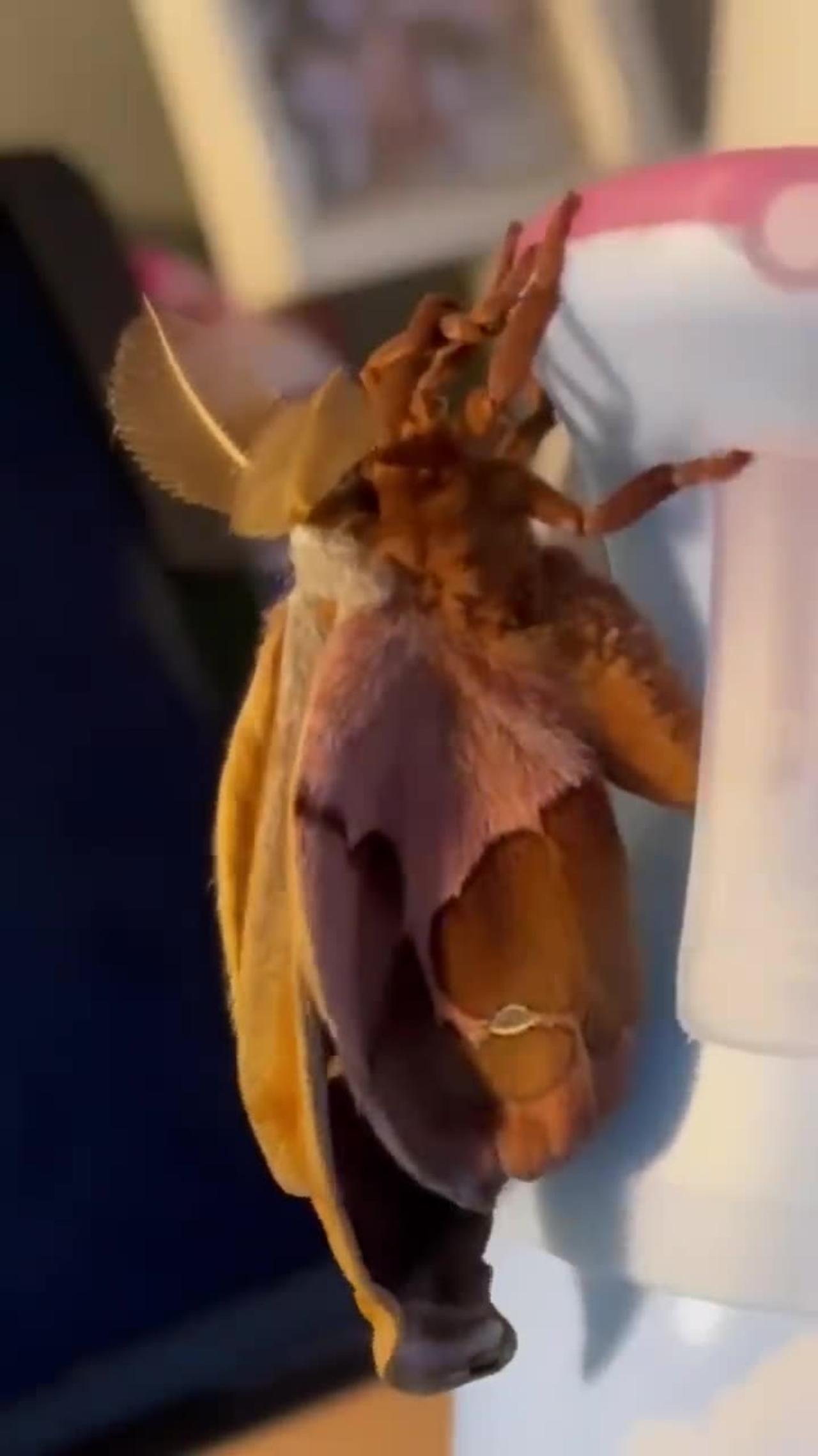 Giant Moth Trusts Her Rescuer To Raise Her - One News Page VIDEO