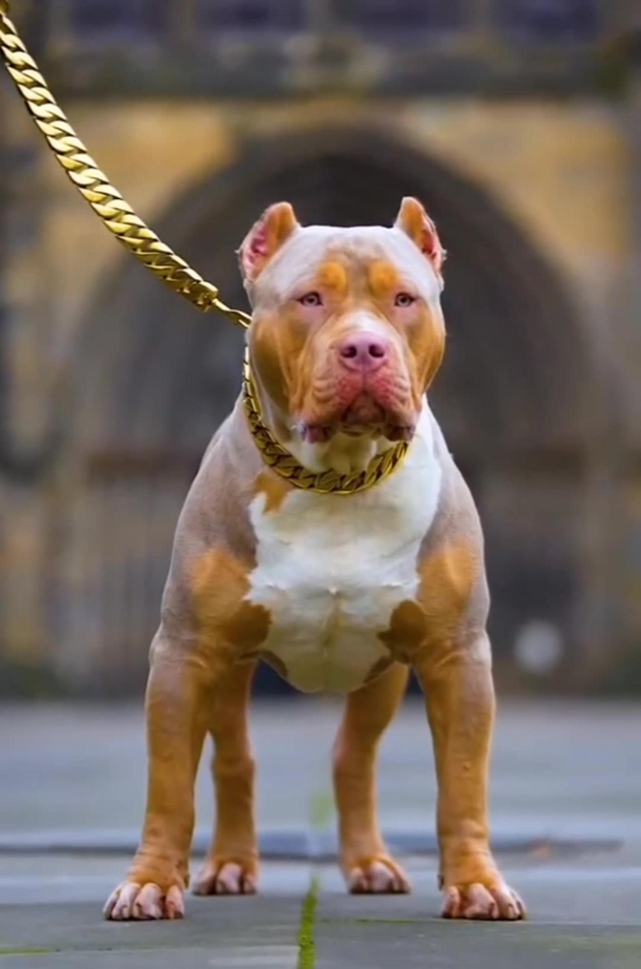 Angry dog - One News Page VIDEO