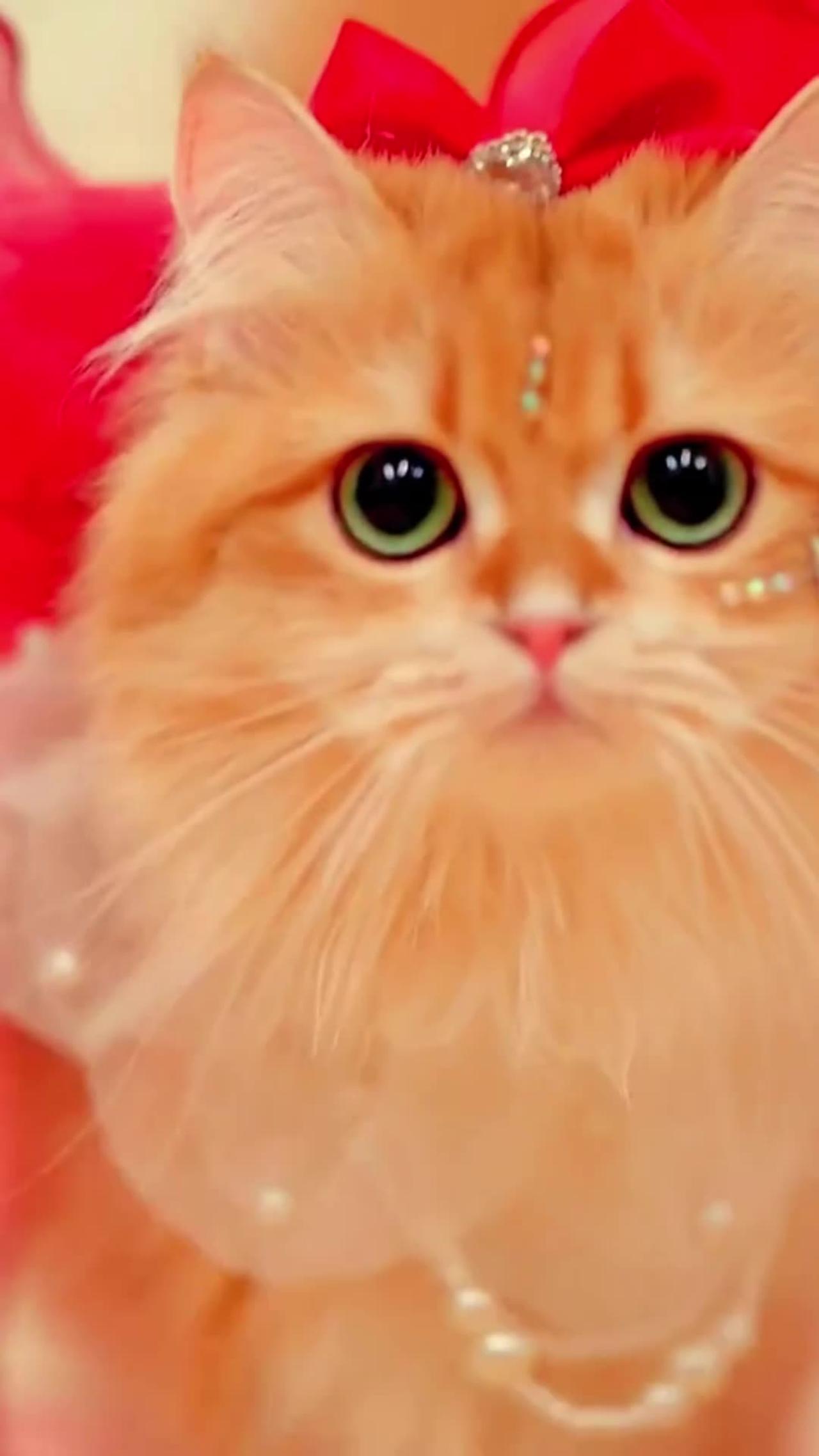 Model kucing - One News Page VIDEO