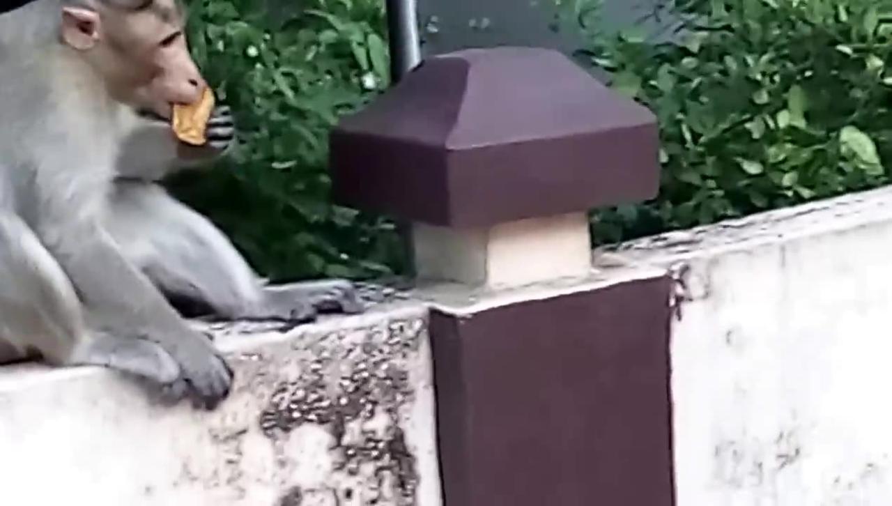 Cat vs. Monkey - One News Page VIDEO