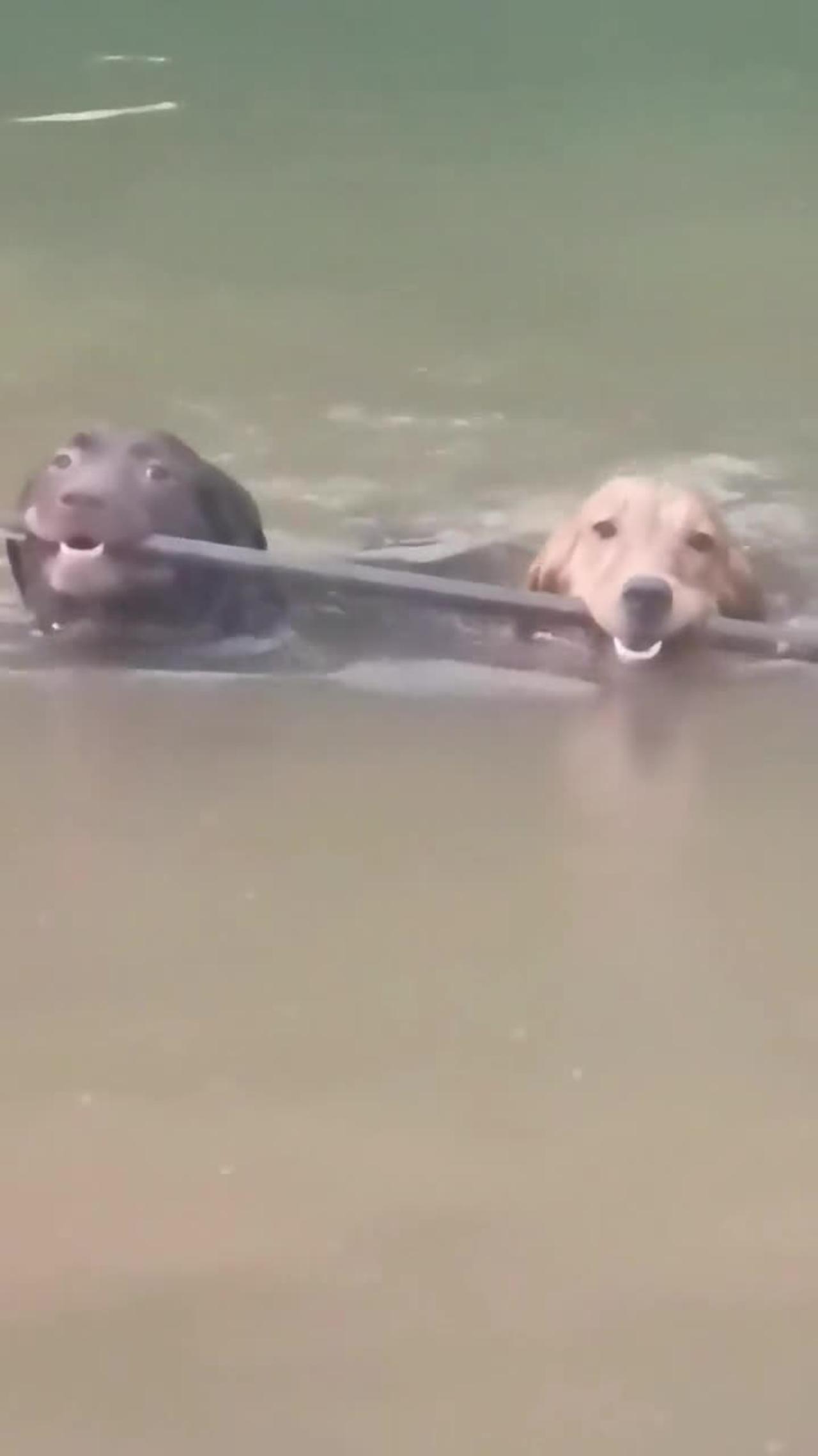 Dogs are being traced - One News Page VIDEO Dogs are being traced - One News Page VIDEO
