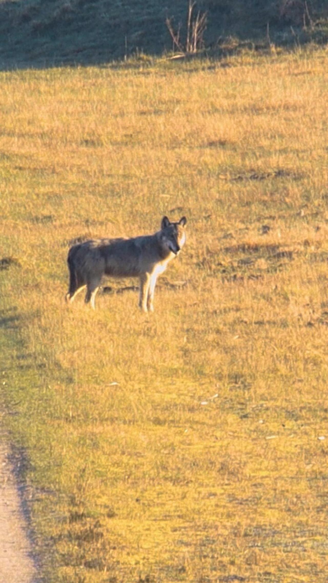 Wolf in Denmark - One News Page VIDEO