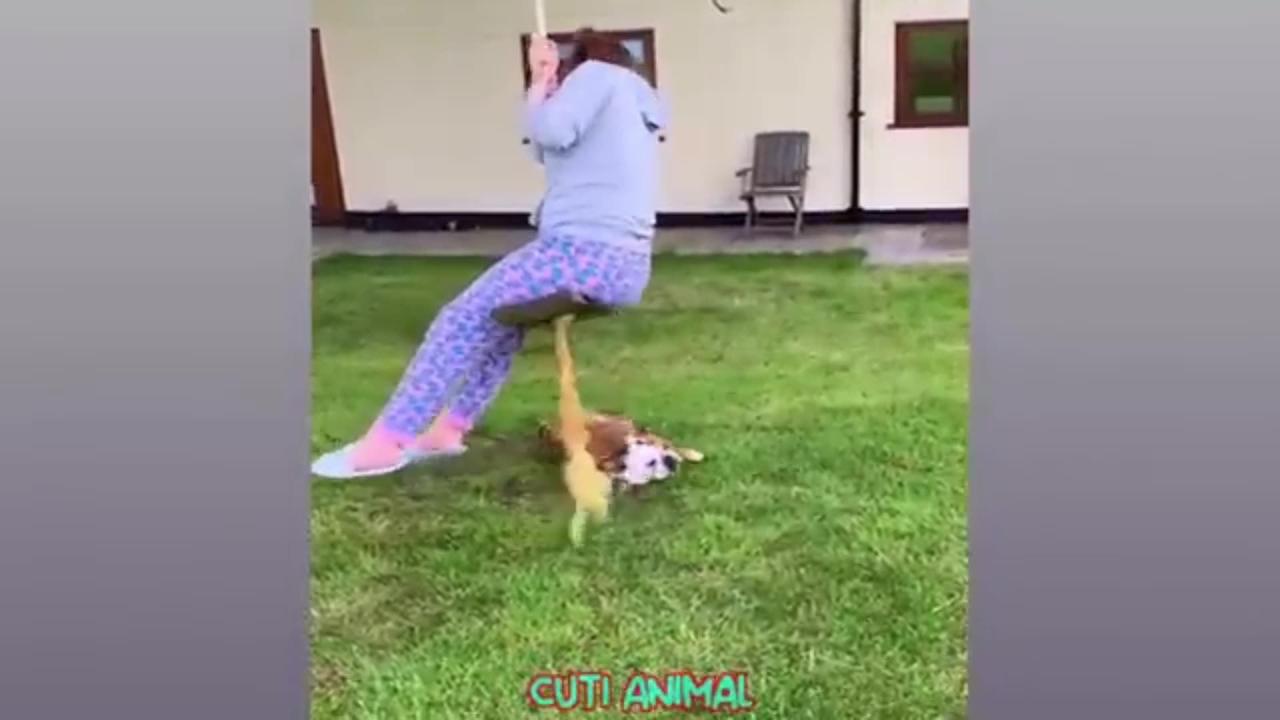 Funny Dog And Cat Funniest Animals #114 - One News Page VIDEO