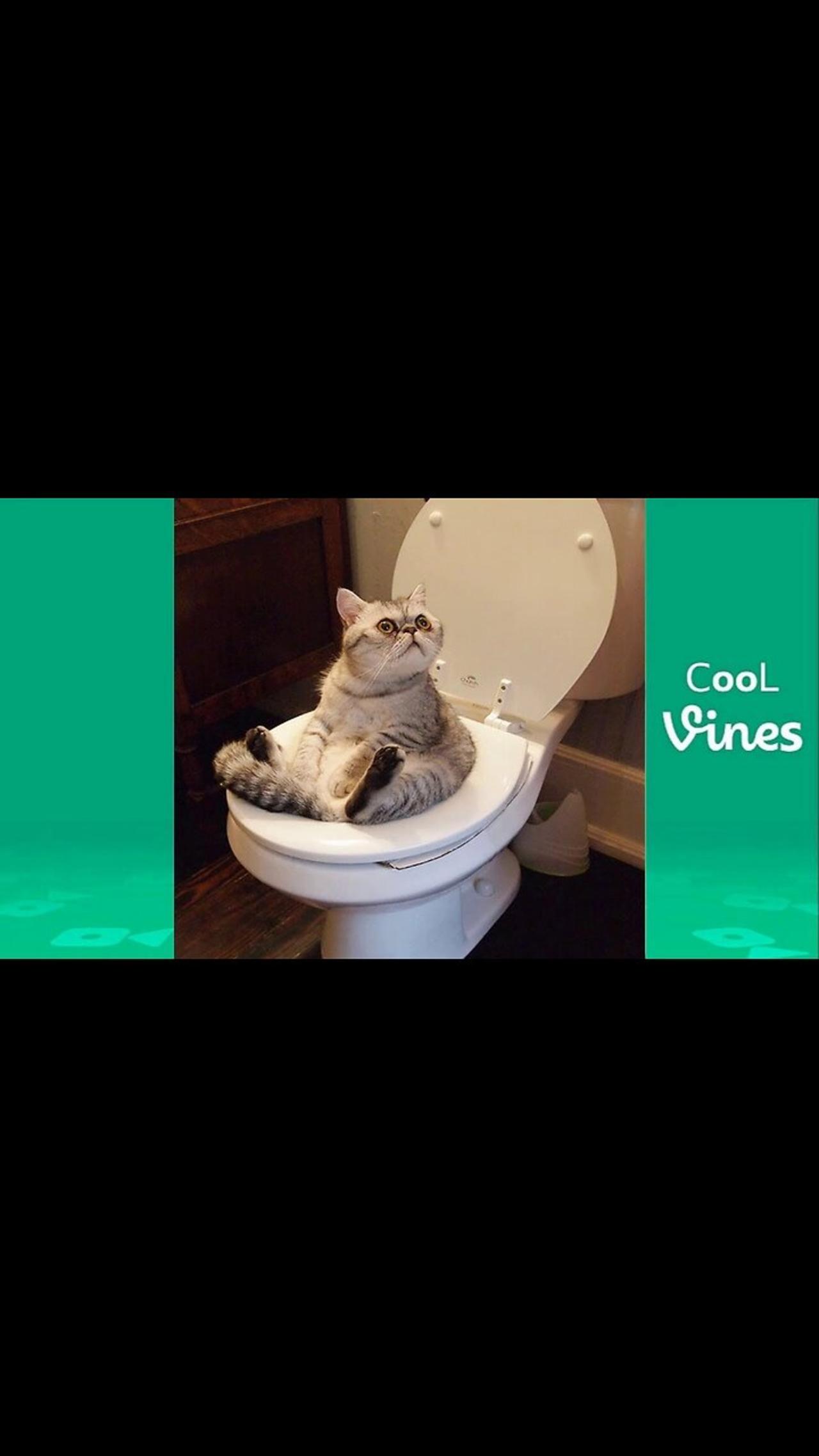 Try Not To Laugh Challenge Funny Cat Dog One News Page Video