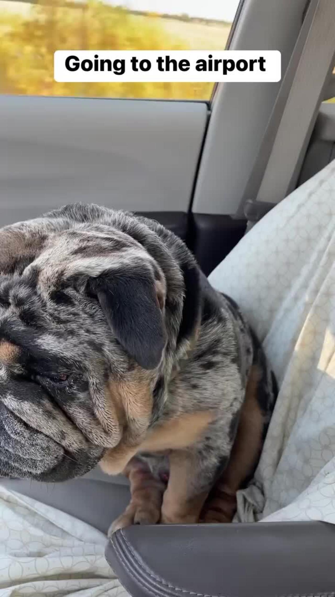 Bulldog is taking a ride to the airport!.MOV - One News Page VIDEO