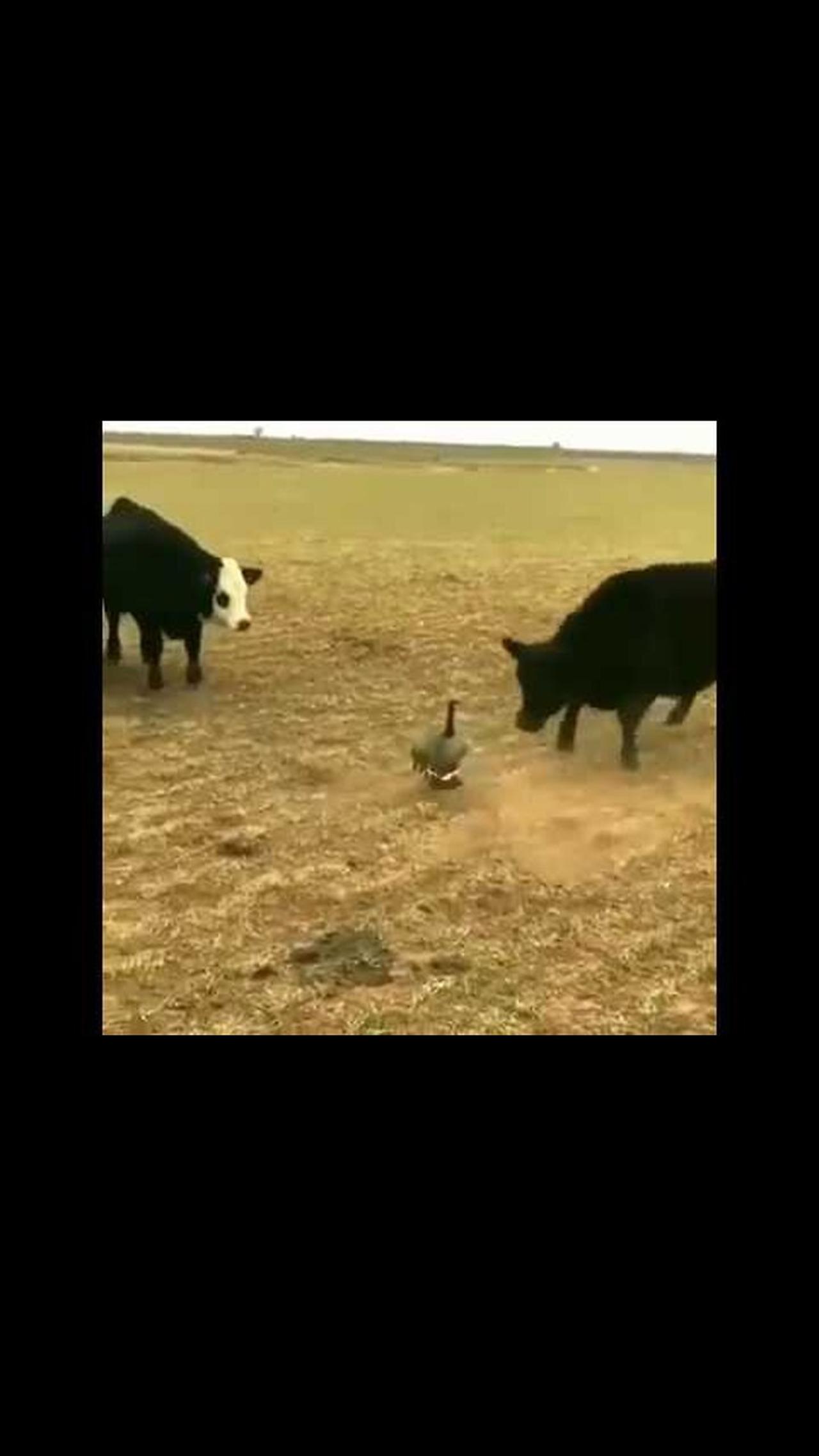 WTF!!!! Cows Vs Duck - One News Page VIDEO