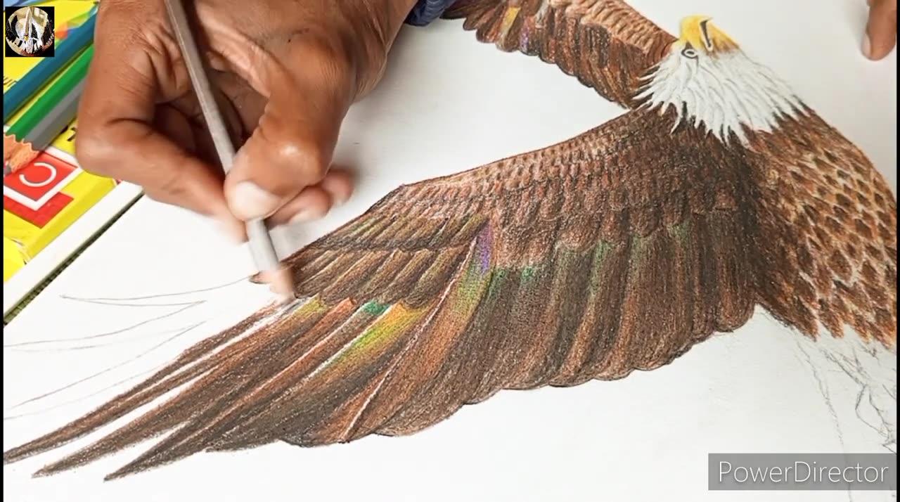 How to draw realistic eagle_ eagle drawing from - One News Page VIDEO