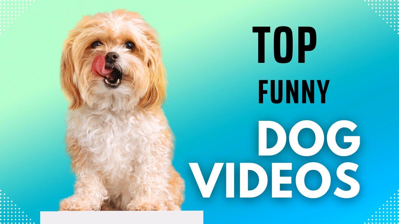 Funniest Animal Videos😂 Crazy Dogs🐶 - One News Page VIDEO