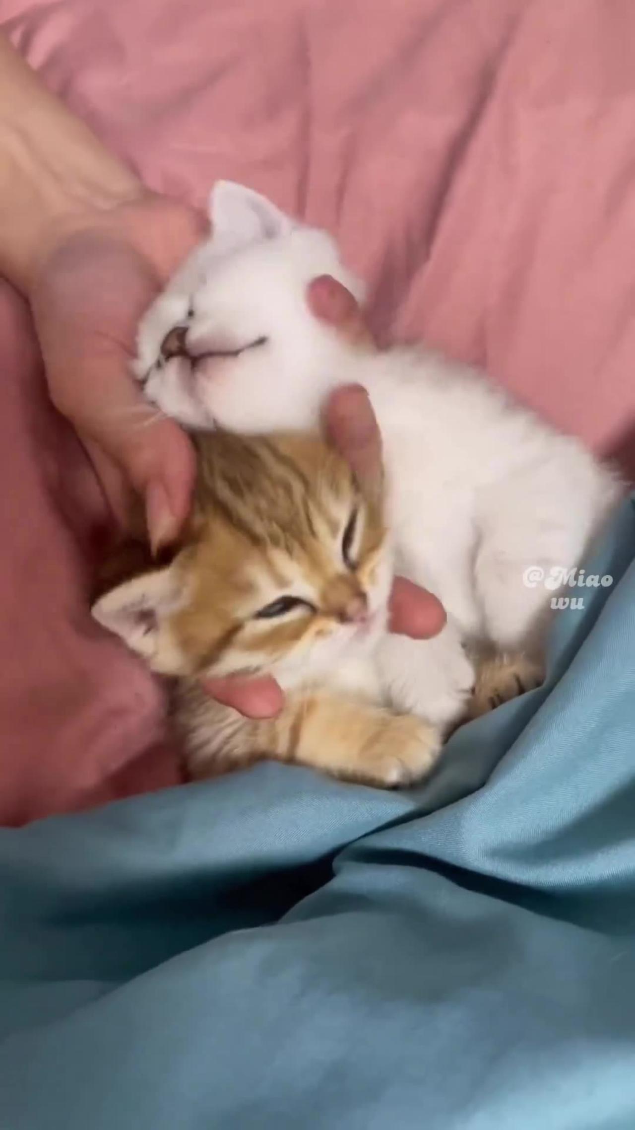 Baby cats -cute and funny cats video - One News Page VIDEO