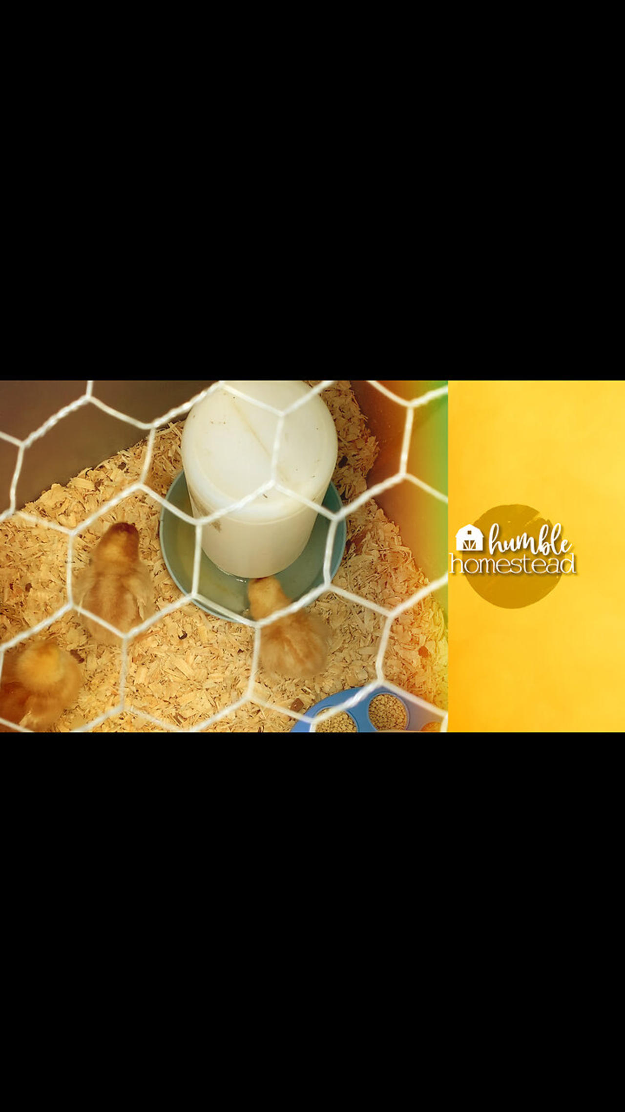 How to Make Brooder Box for Your Chicks - One News Page VIDEO