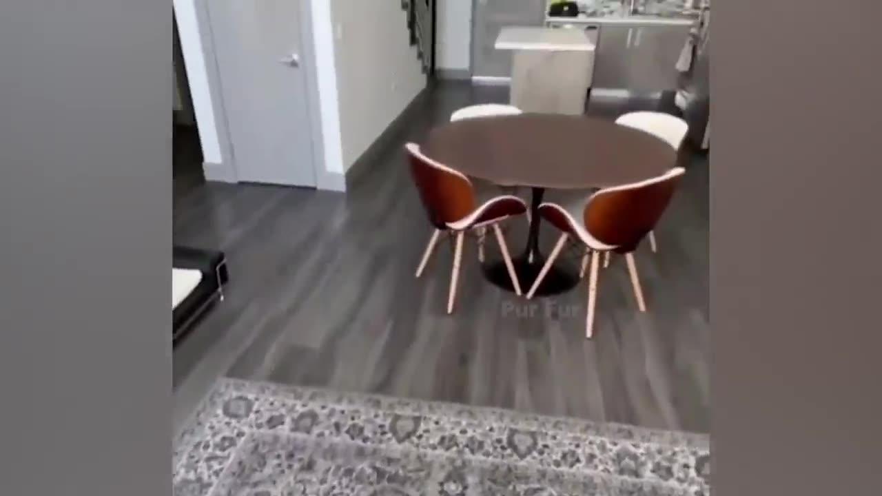 Cats and Dogs 2023/ Funniest Animals Video - One News Page VIDEO