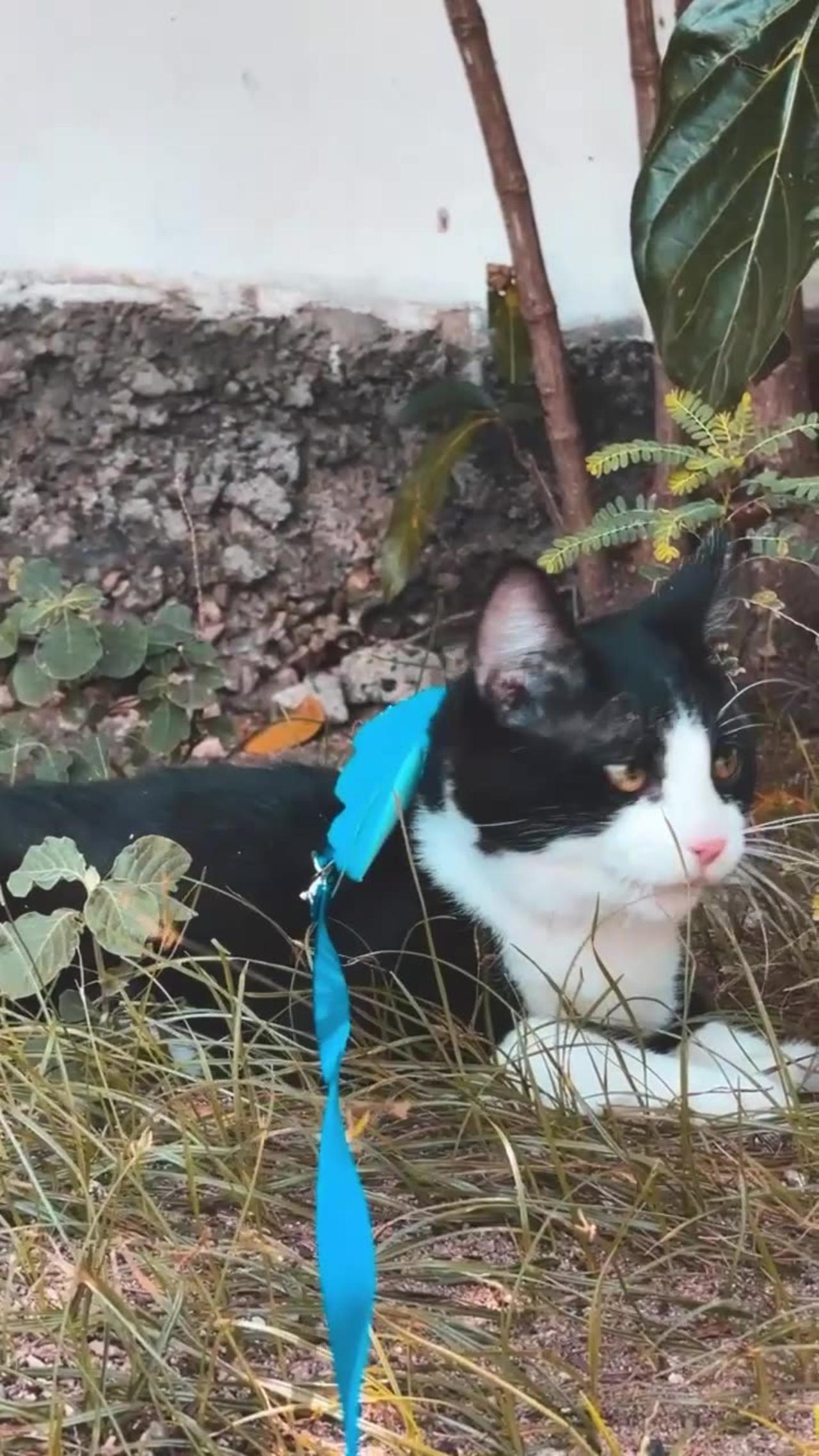 Cat Goes for a Swim at the Beach - One News Page VIDEO